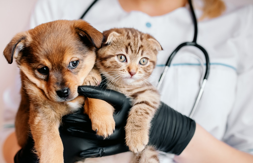 Adoption d’un animal
