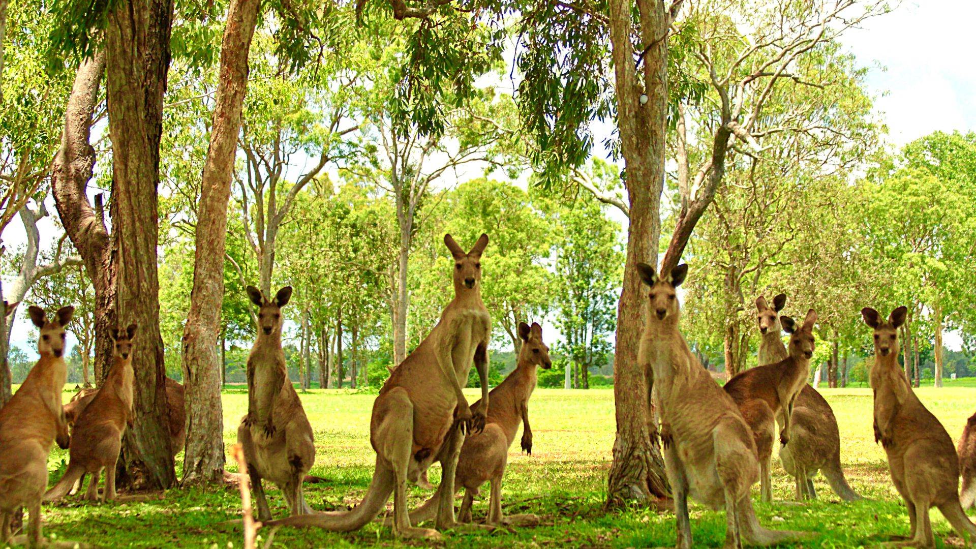 The amazing story of the kangaroos in the Rambouillet forest - Paris Secret