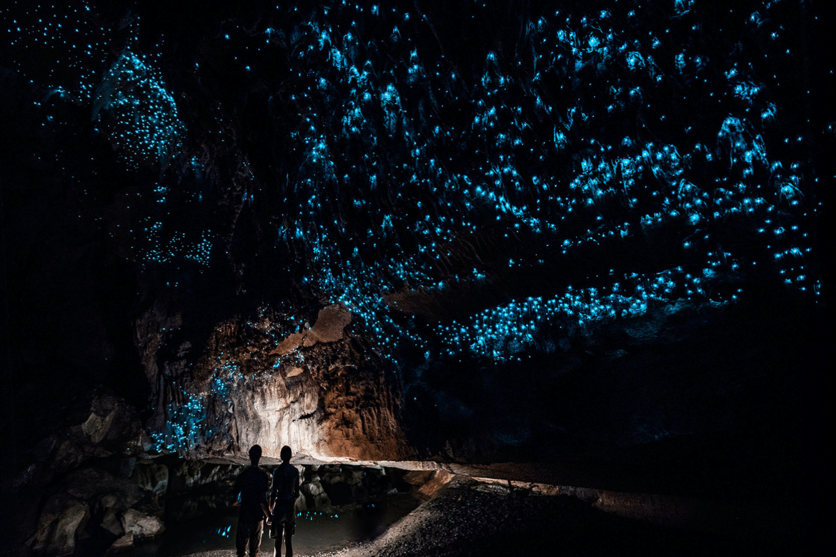 Biolumia : à Paris, plongez dans l'univers de la bioluminescence
