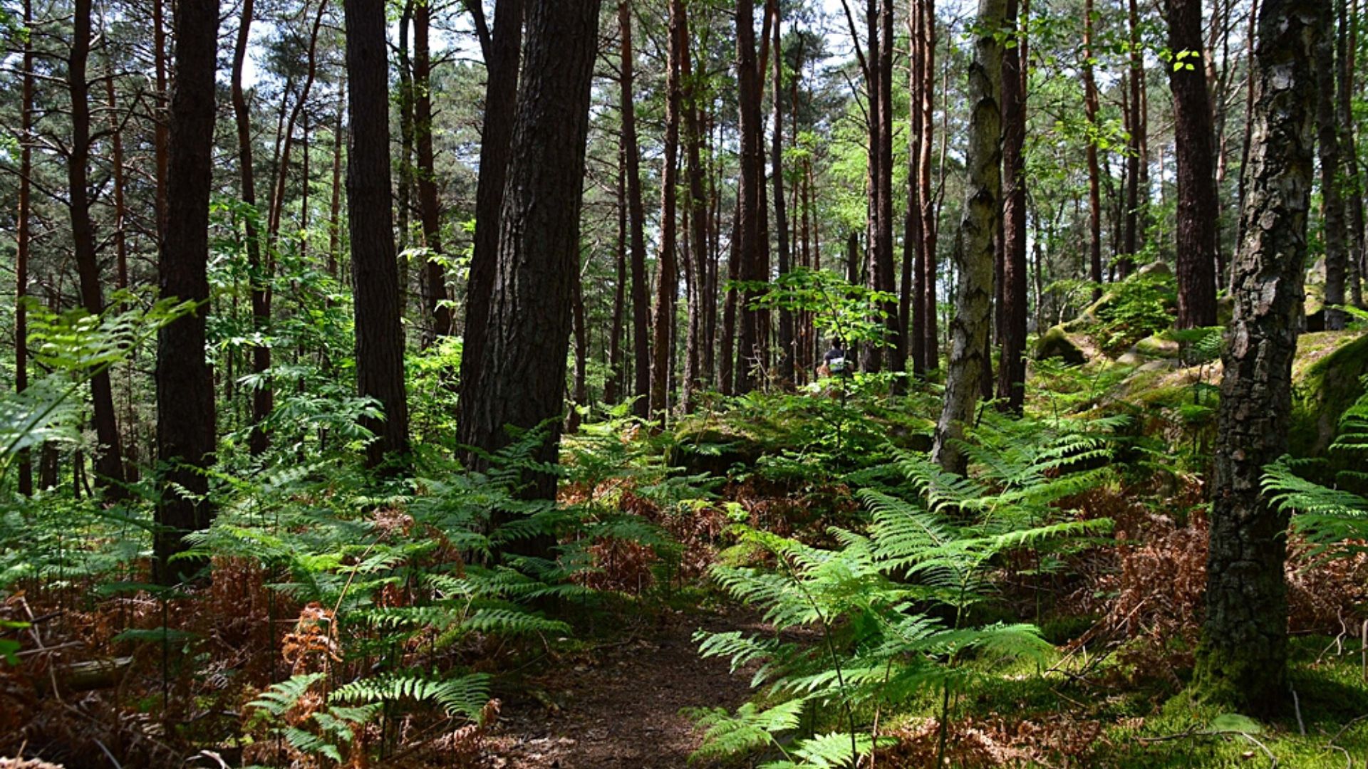 6 forests near Paris to escape the hustle and bustle - Paris Secret