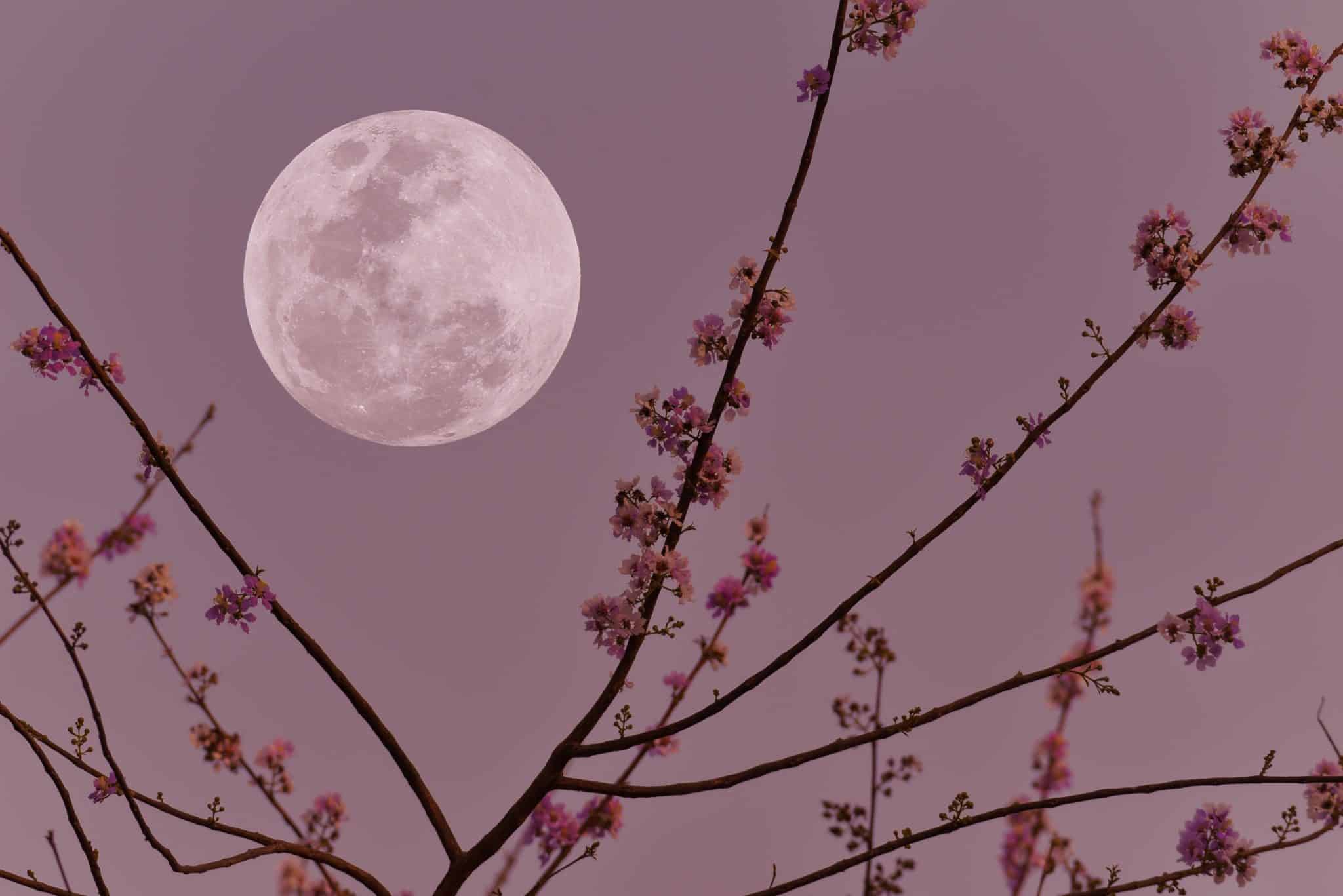 La merveilleuse Pleine Lune des Fleurs va éclairer le ciel cette nuit
