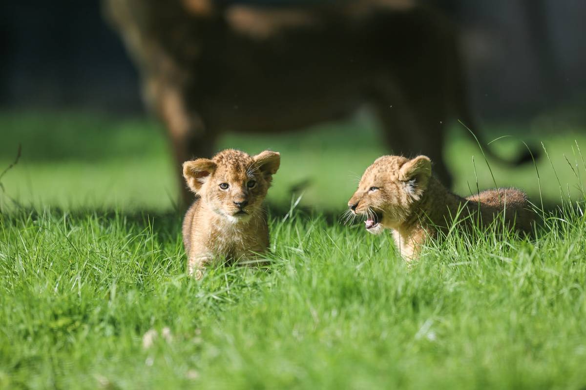 Deux bébés lionnes sont nées au ZooSafari de Thoiry
