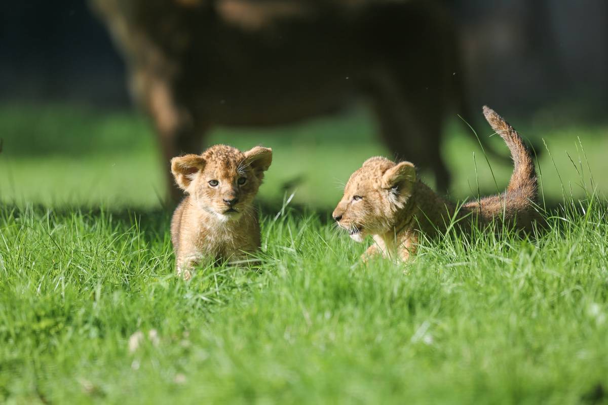 Deux bébés lionnes sont nées au ZooSafari de Thoiry