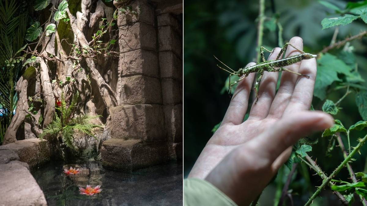 Une géniale expérience immersive sur le monde animal va ouvrir ses ...