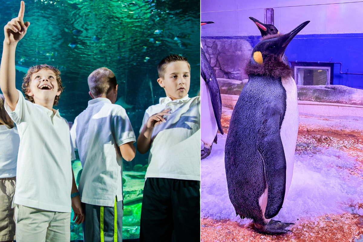 Les plus beaux aquariums de Paris à voir cette année