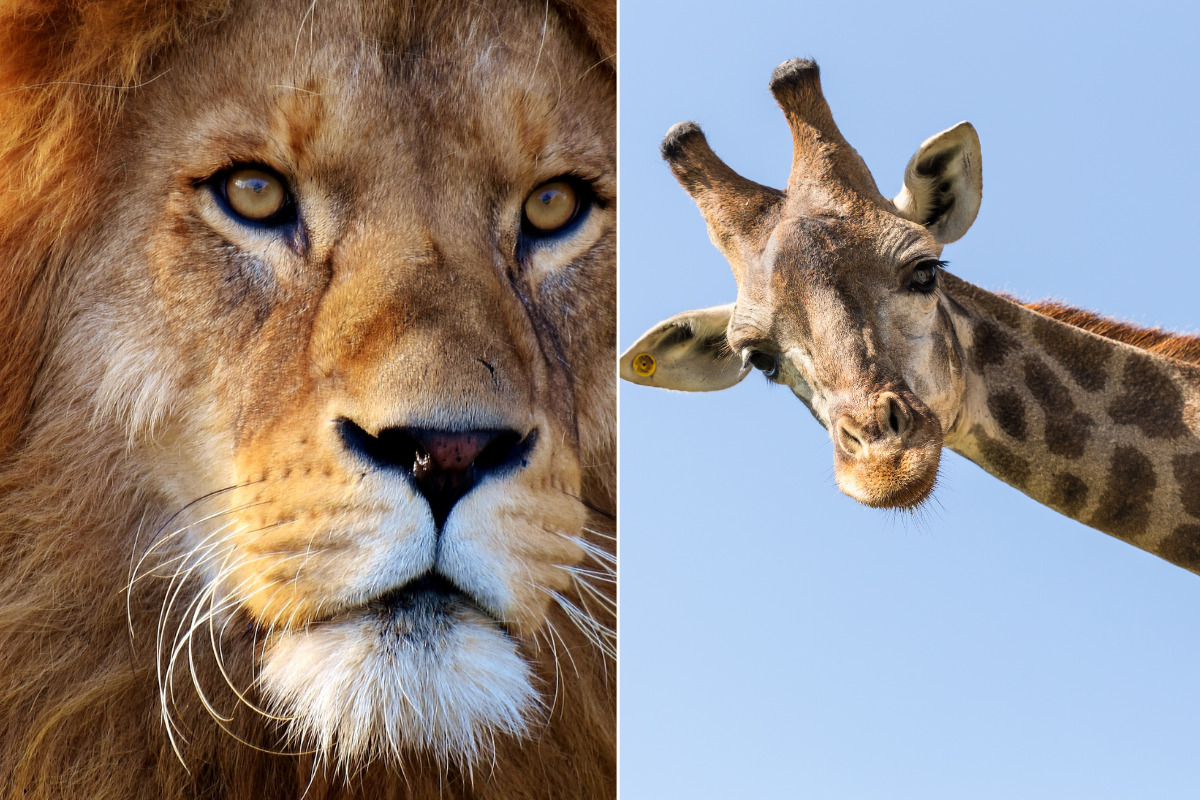 Zoo de Paris : découvrez les meilleurs zoos à Paris