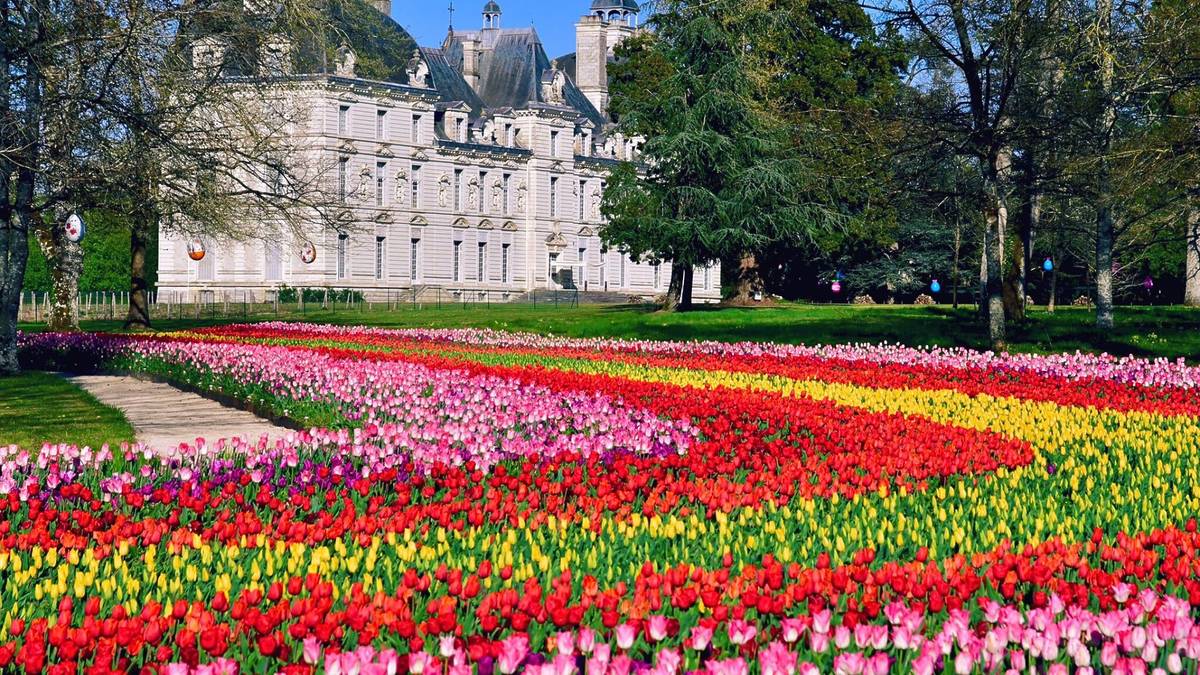 Château de Cheverny : 500 000 tulipes tapissent ce jardin