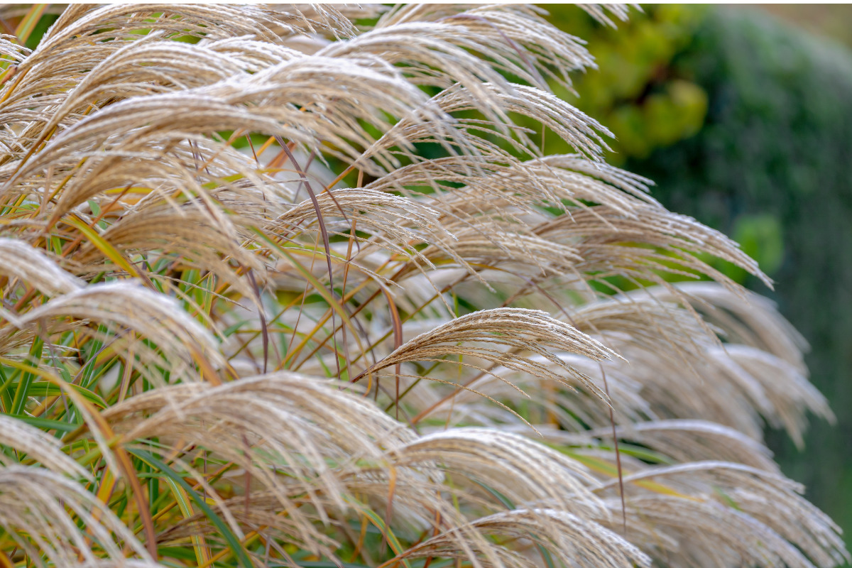 Plantes increvables extérieur : 12 plantes pour embellir vos balcons