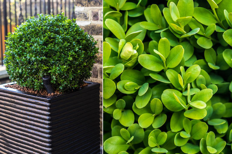 Plantes increvables extérieur : 12 plantes pour embellir vos balcons
