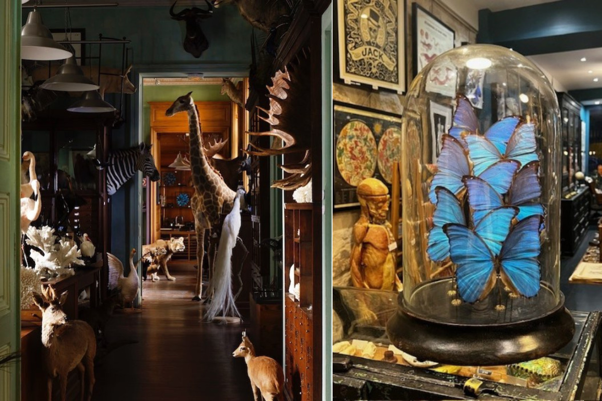 Découvrez les plus beaux cabinets de curiosités à Paris