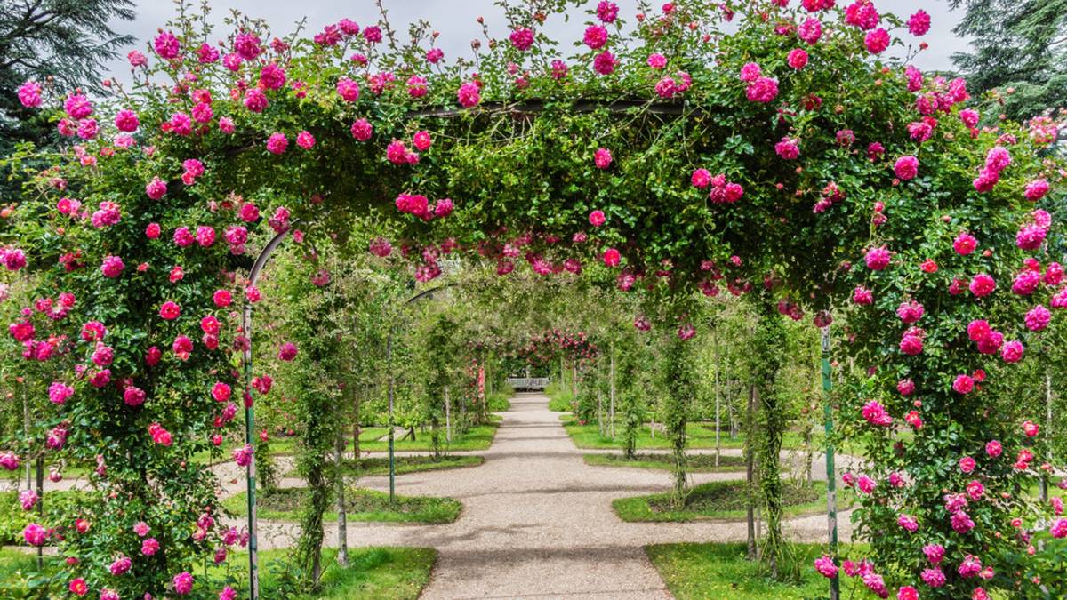 Balades bucoliques : les plus belles Roseraies à découvrir à Paris