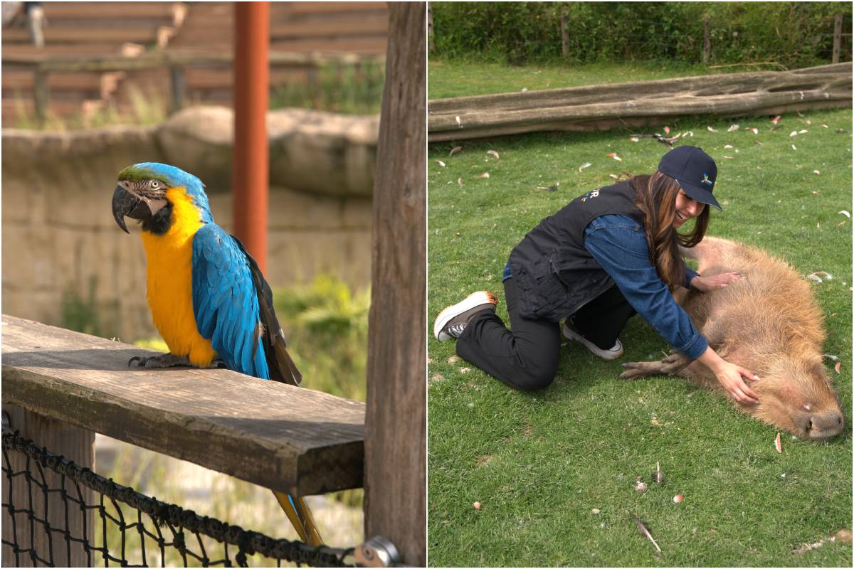 Soigneur d'un jour: Parrot World's unique immersive experience