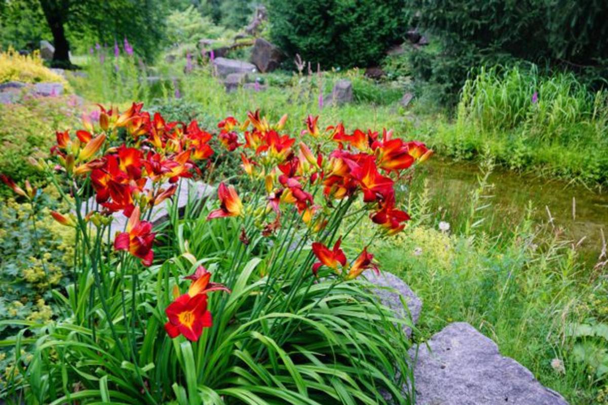 Here Are The Most Frost-Resistant Outdoor Plants