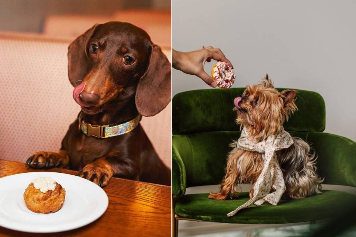 Voici les meilleures adresses dog-friendly de Paris