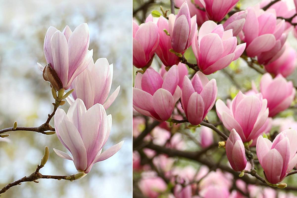 Où voir les magnolias en fleurs à Paris ? Toutes les adresses
