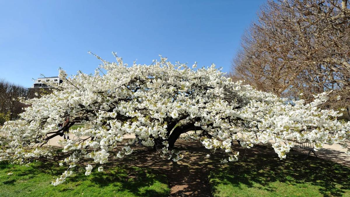 cerisier japonais : le "Shirotae" du Jardin des Plantes à Paris