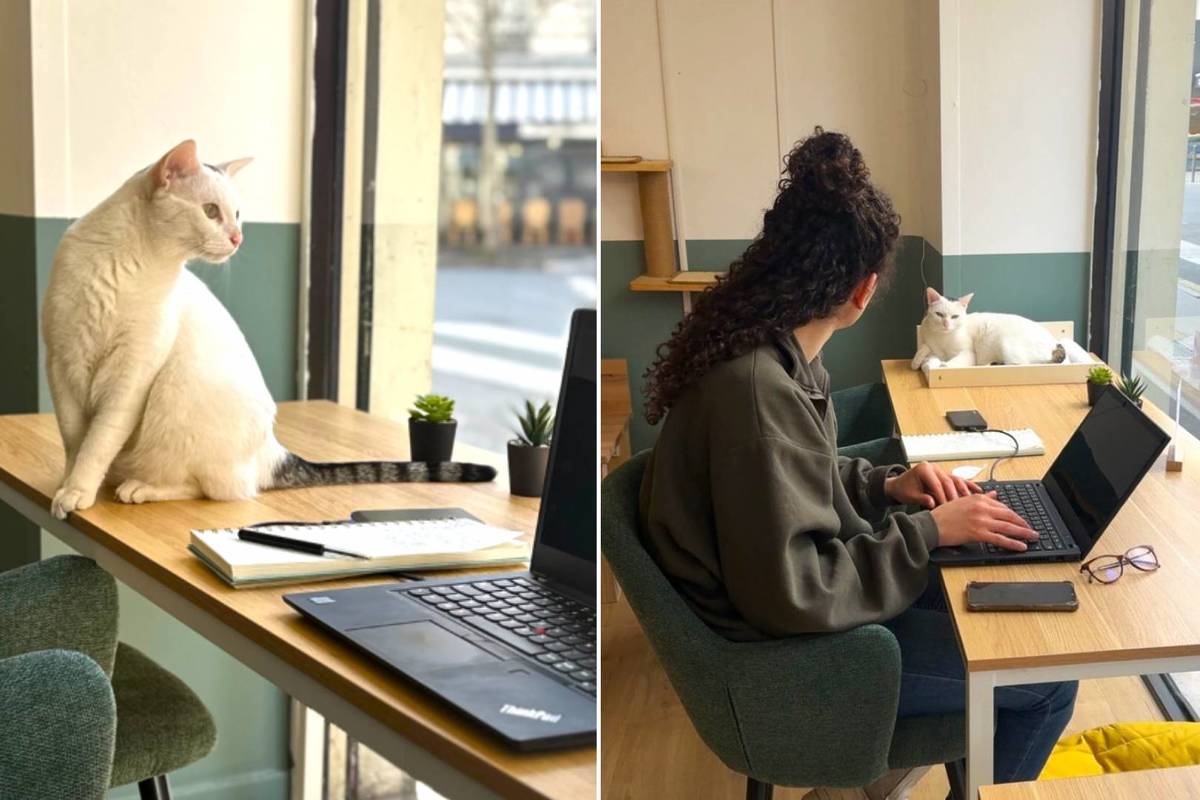 The first feel-good coworking space in Paris... with cats up for adoption