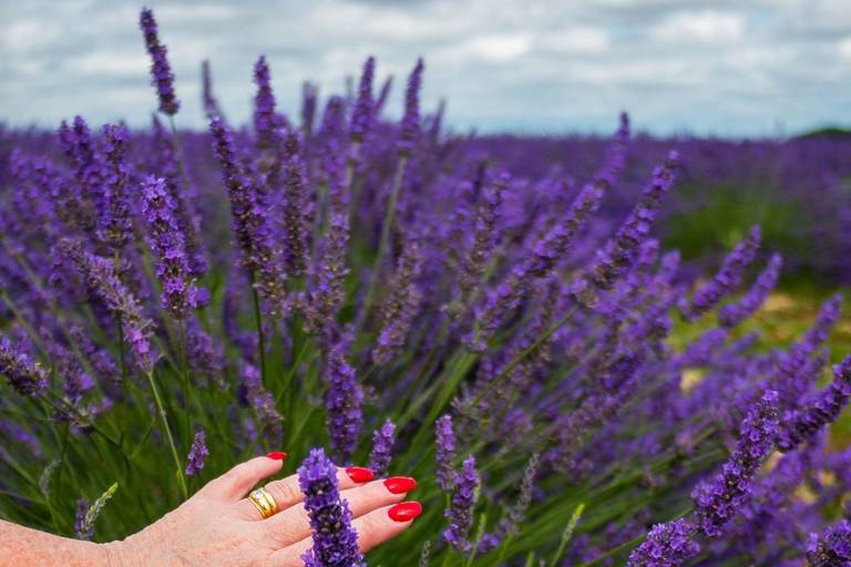 1h30 from Paris, this immense lavender field will give you a change of ...