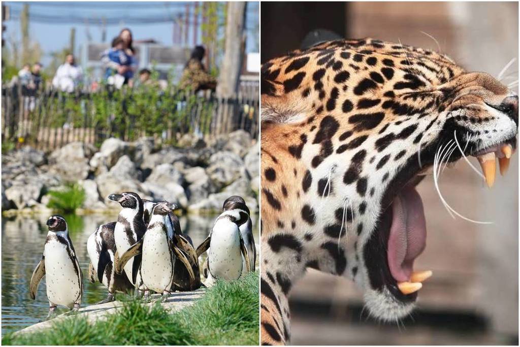 Just 30 minutes from Paris, this animal park is home to more than 120 ...