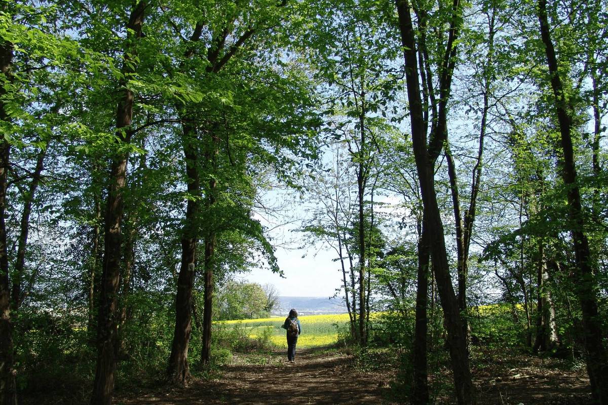À deux pas de Paris, cet immense parc naturel gratuit de 110 hectares ...