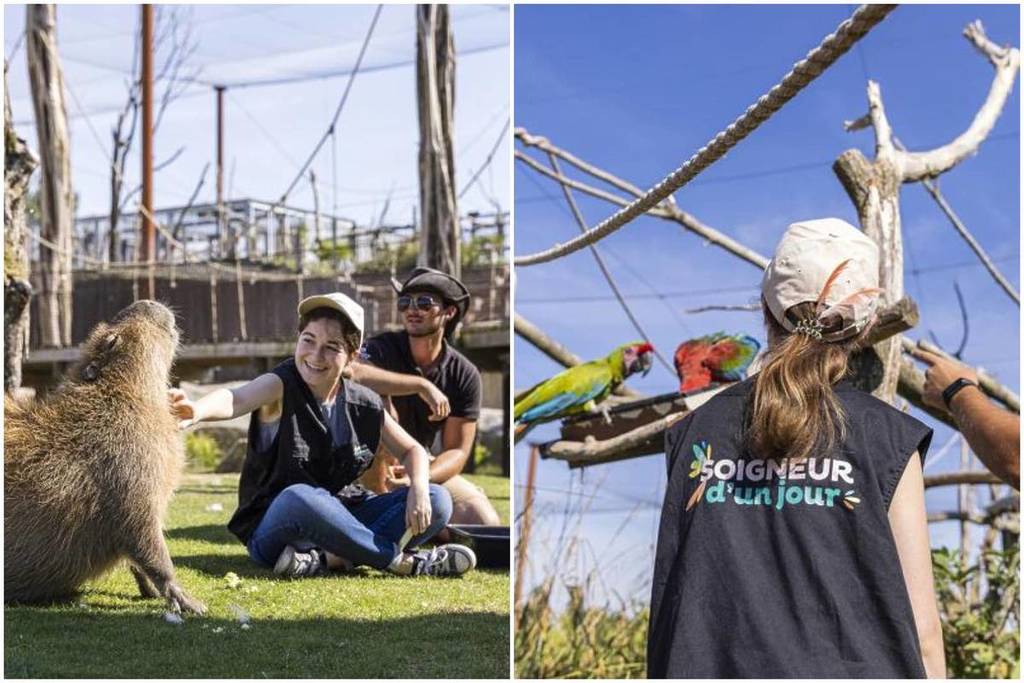 A sólo 30 minutos de París, este parque de animales salvajes alberga ...