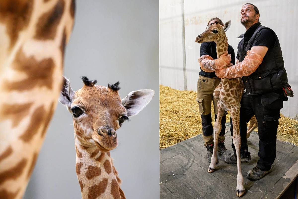 This adorable two-month-old baby giraffe was born in the Paris zoo, the ...