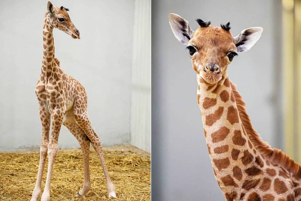 Este adorable bebé jirafa de dos meses nació en este zoo de París, y es ...
