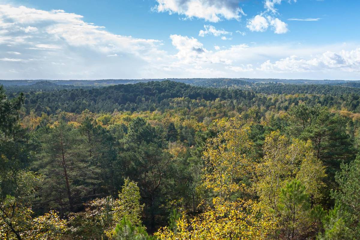 É a primeira vez em 400 anos: a apenas 25 km de Paris, a maior floresta ...