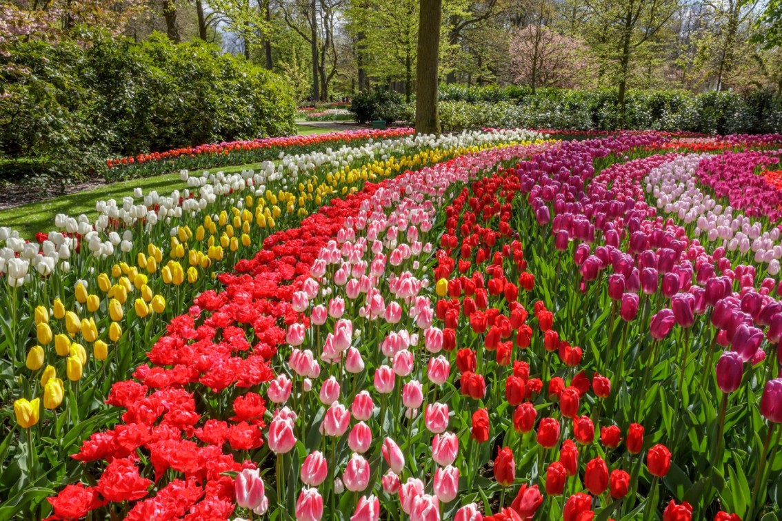 “It feels like Holland”: by late March, this château just an hour from ...