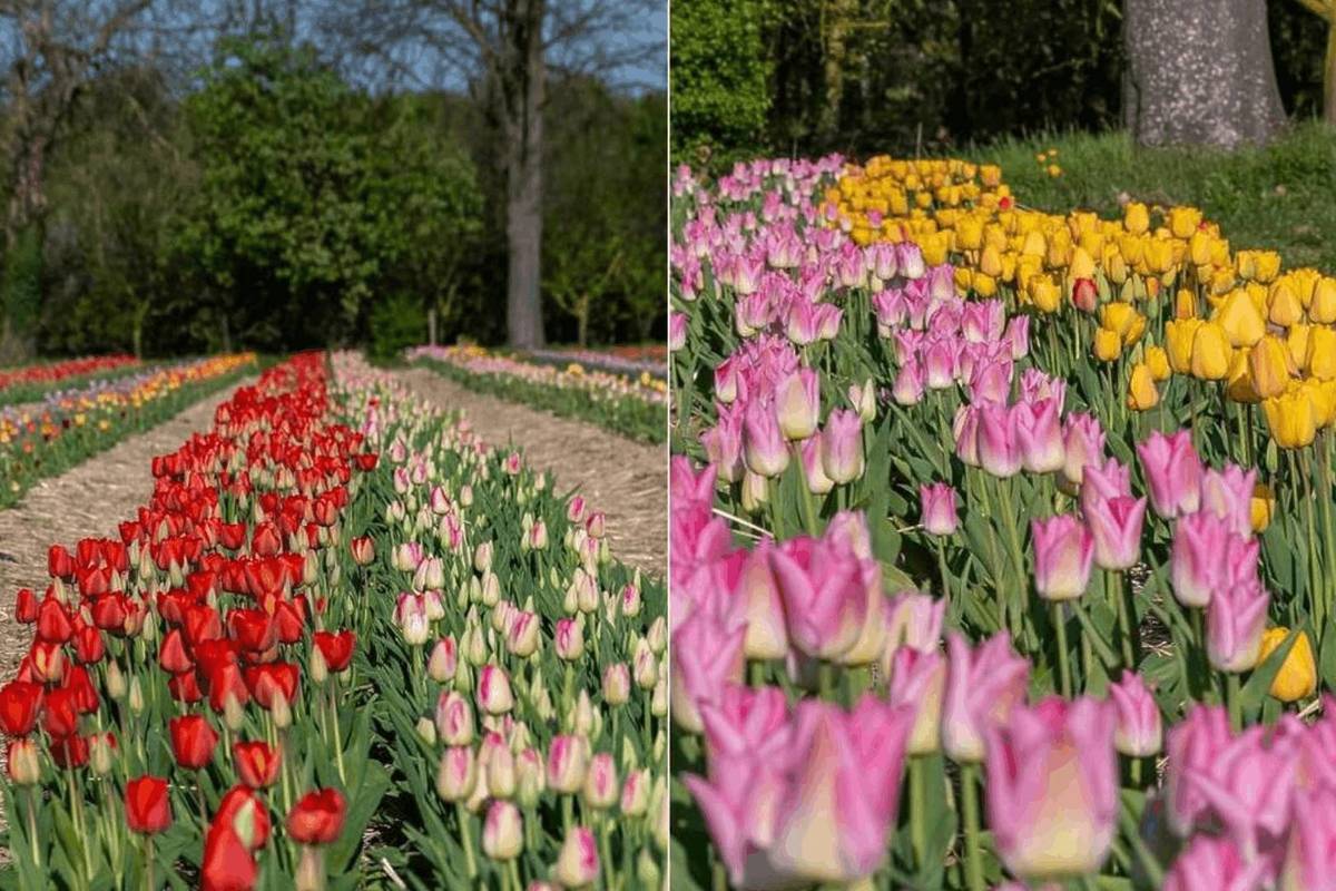Just 45 minutes from Paris, this huge field of 120,000 colorful tulips ...