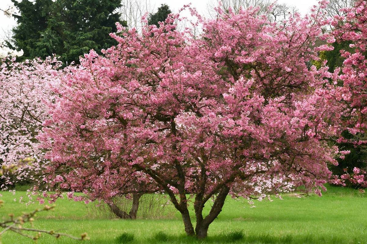 Much less crowded than the Domaine de Sceaux during hanami, this secret ...