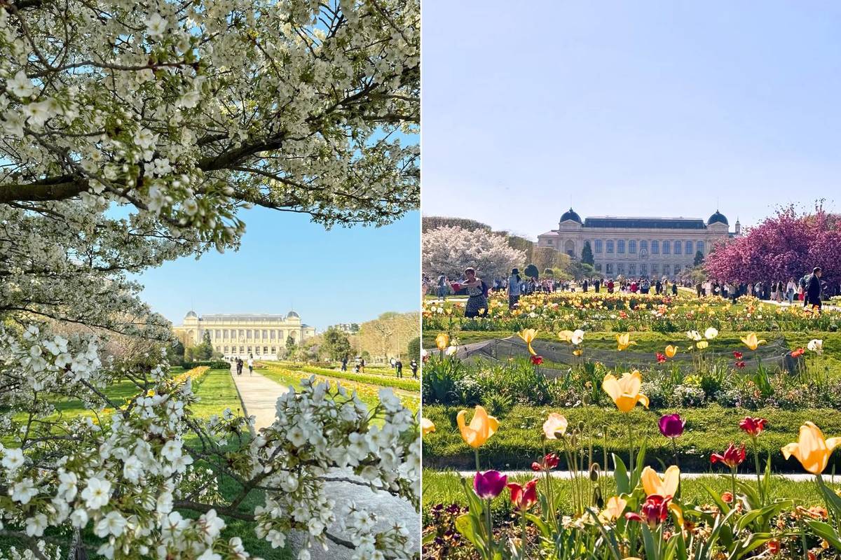 “It’s magical”: for its 400th anniversary, the Jardin des Plantes is ...