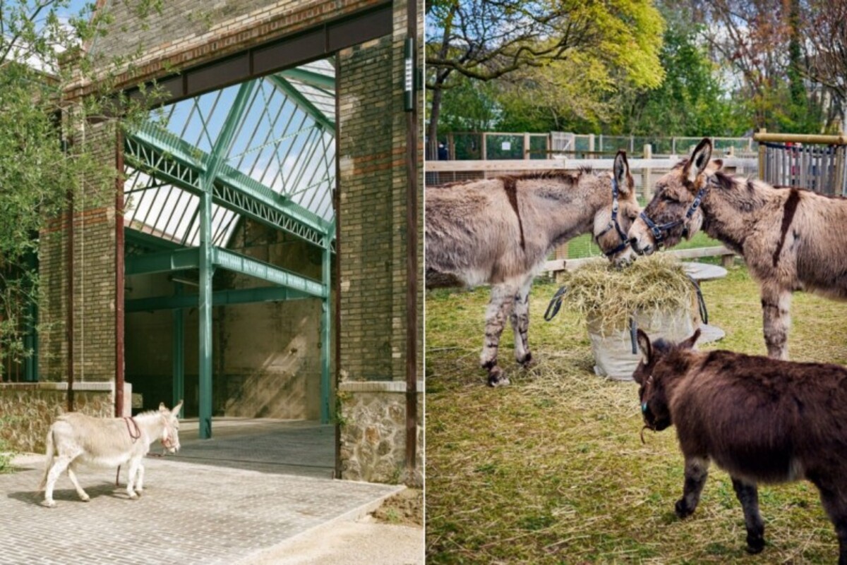 “15,000 m² right in the heart of Paris”: the largest farm in Paris has ...