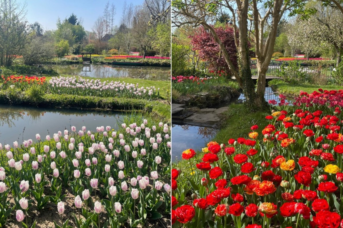 "Hij heeft met de hand meer dan 20.000 tulpen geplant": op 2 uur rijden ...