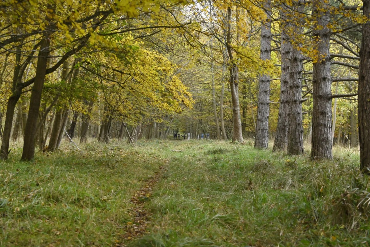 Long closed to the public, this immense 110-hectare forest just 30 ...
