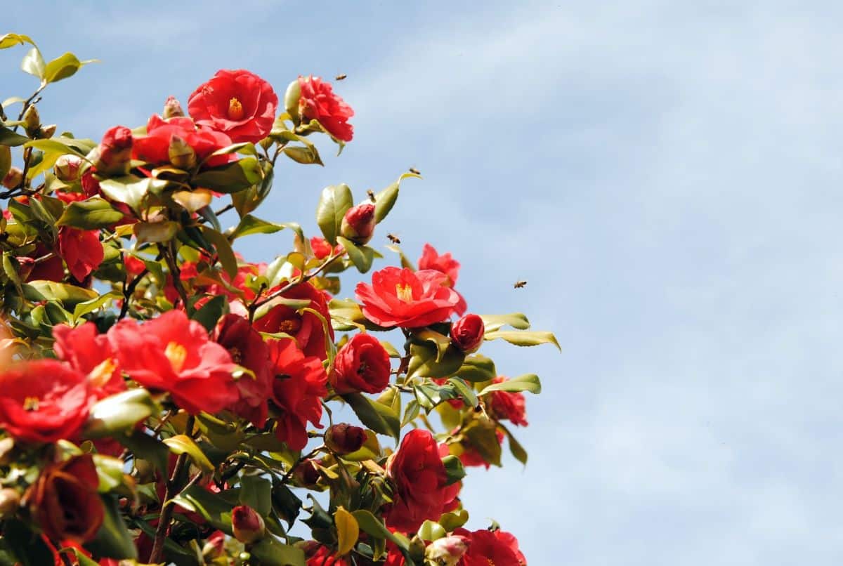 Camélias: as flores mais queridas da cidade do Porto