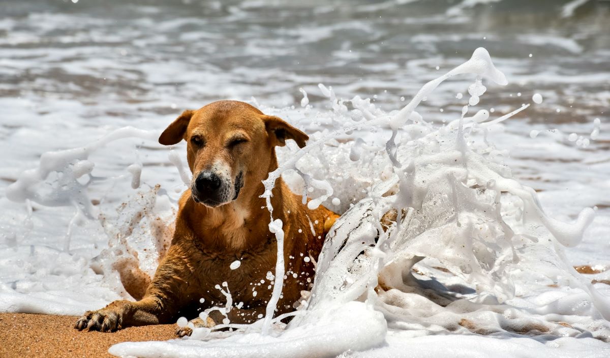 Playas que admiten mascotas en Portugal: 8 lugares para ir con tu amigo ...