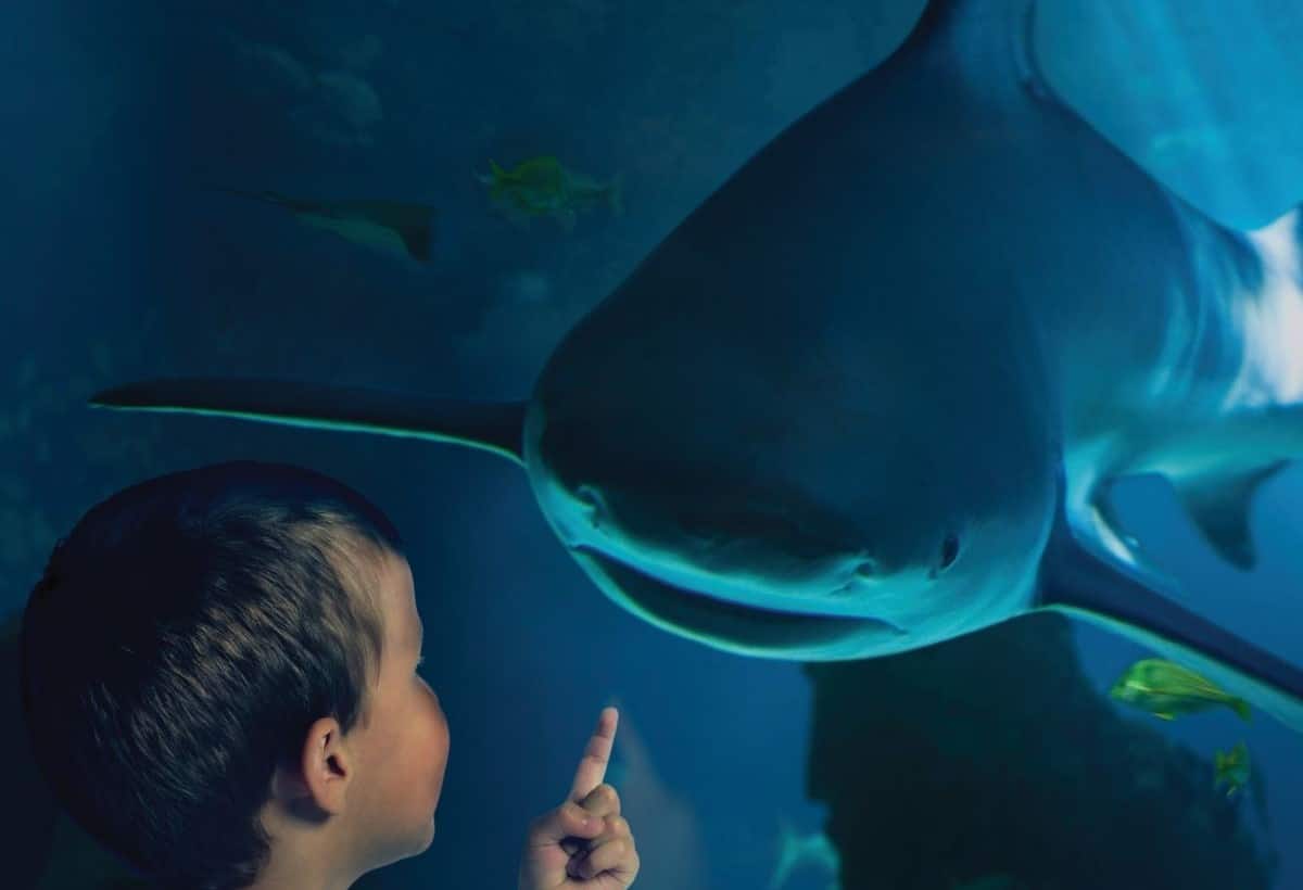 Pai Natal dos Oceanos volta a mergulhar no SEA LIFE Porto