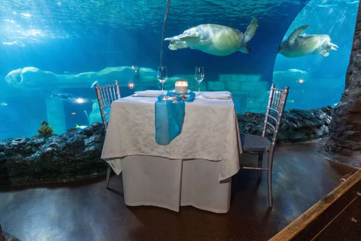 Romantic dinner: toasting to love in an aquarium or a cave