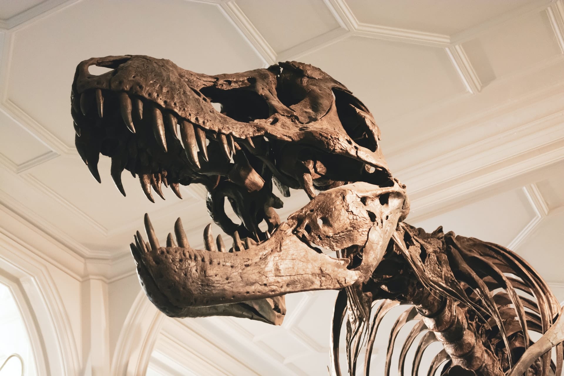 Dinosaurs in SP: find out where to see fossils of the ancient giants!