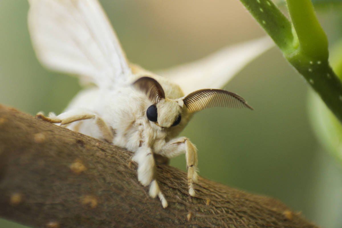 'Planeta Inseto' traz mostra de insetos vivos para a Av. Paulista