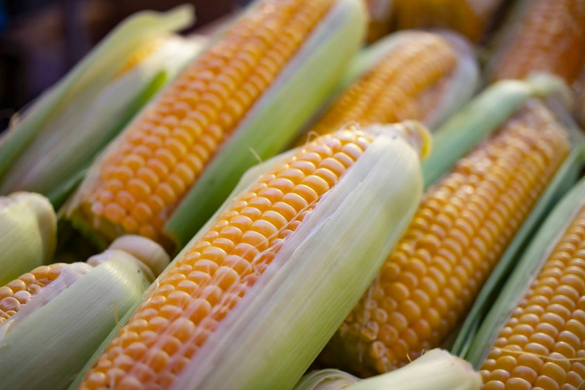Corn Festival 2024 To Be Held At The Latin America Memorial