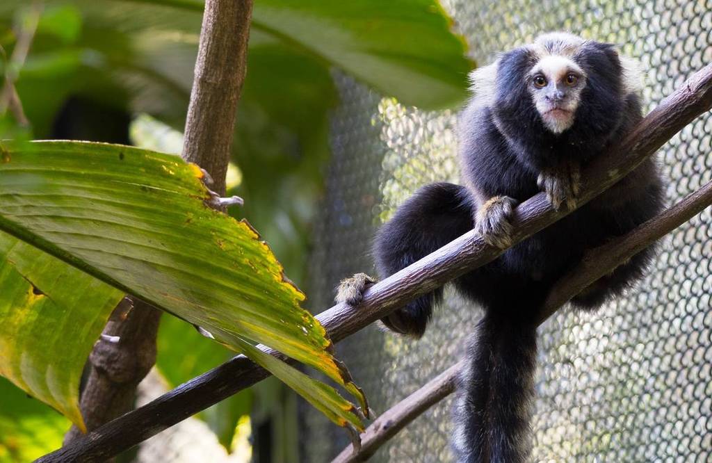 Novos animais no Zoo de SP: saiba qual espécie integrou a família!