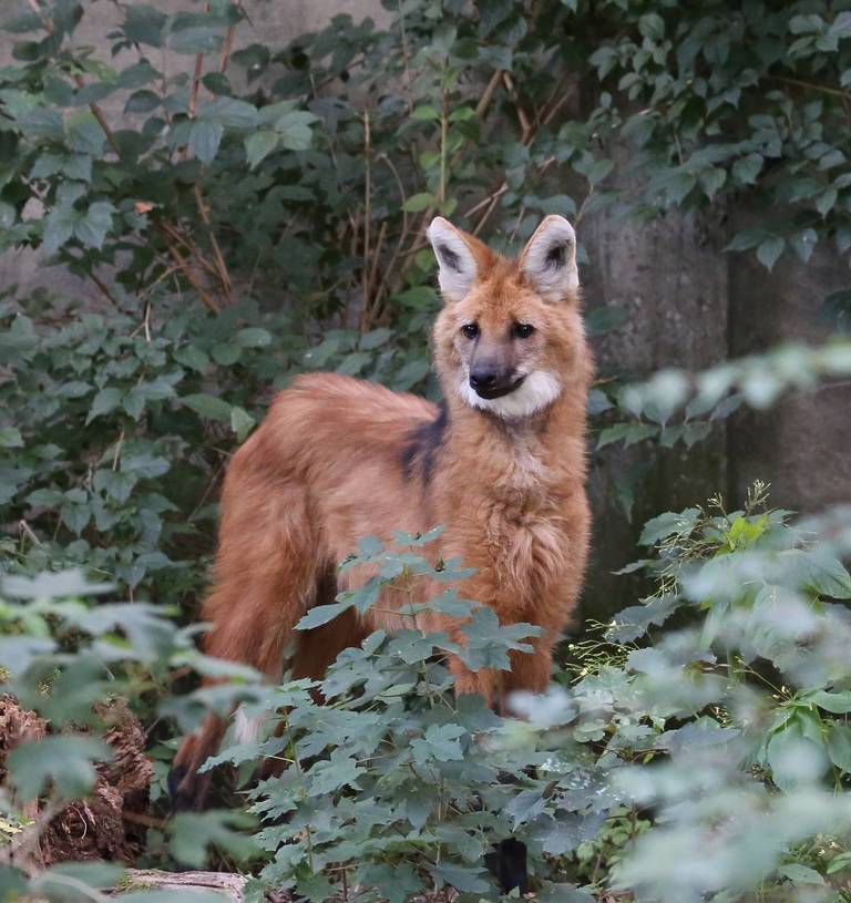 El Zoo de São Paulo anuncia el "milagroso" nacimiento de lobos de crin ...