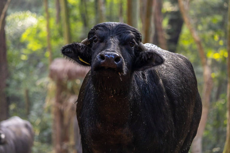 Do you remember Simba Safari? São Paulo's most nostalgic wilderness ...