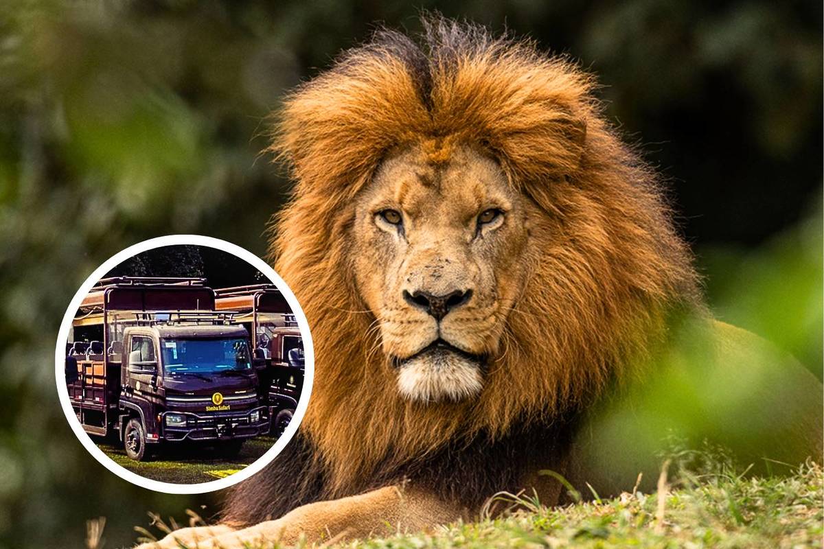 Do you remember Simba Safari? São Paulo's most nostalgic wilderness ...