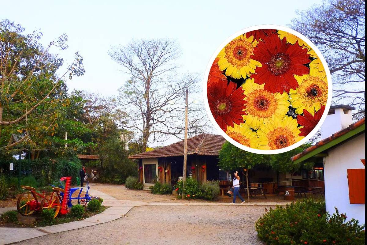 Como uma pequena colônia no interior se tornou a Cidade das Flores do ...