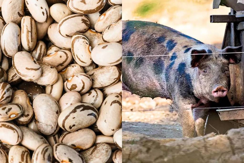 Carioca beans are from São Paulo! Learn about the São Paulo origin of ...