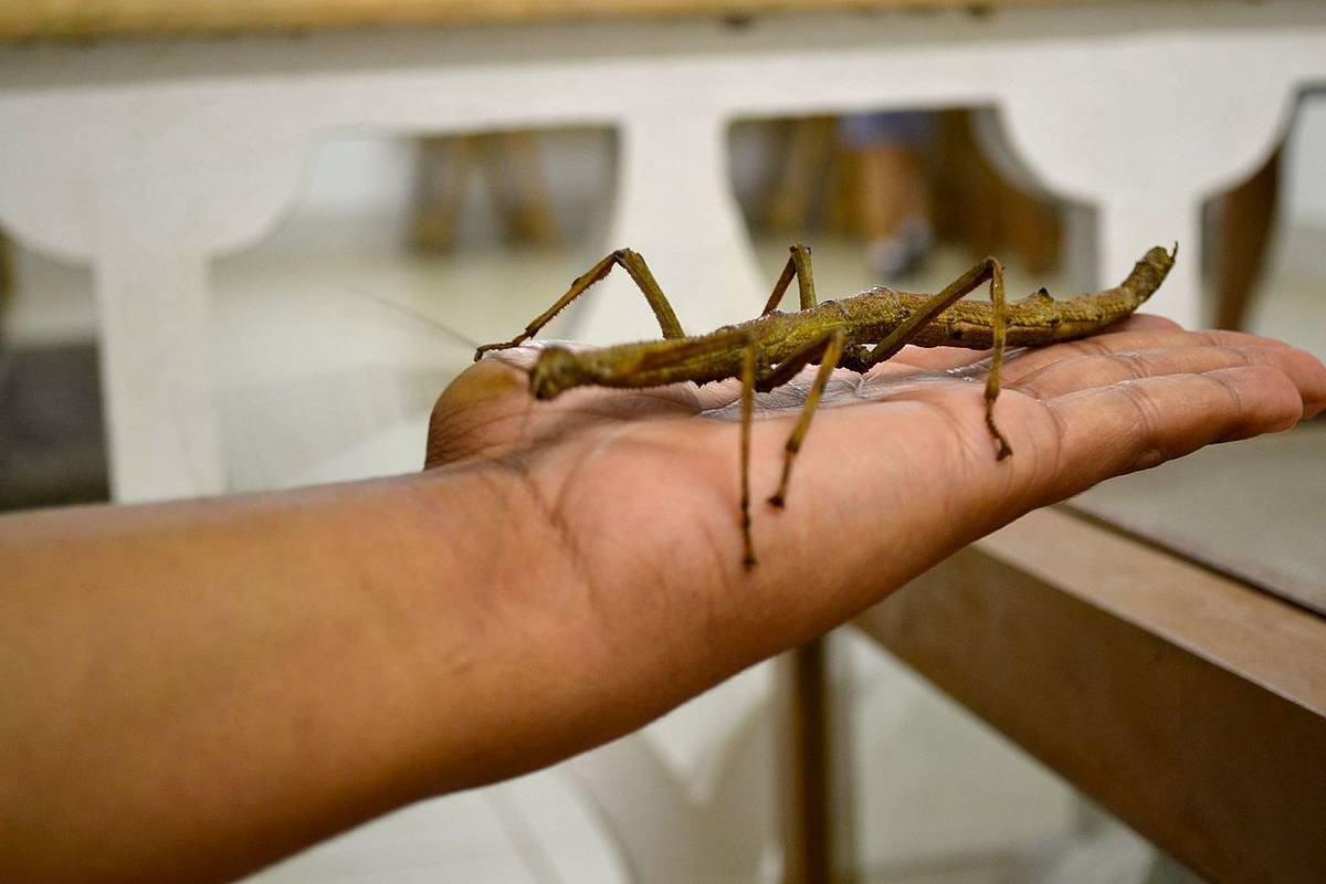 El único museo de insectos de Brasil se encuentra en una mansión ...