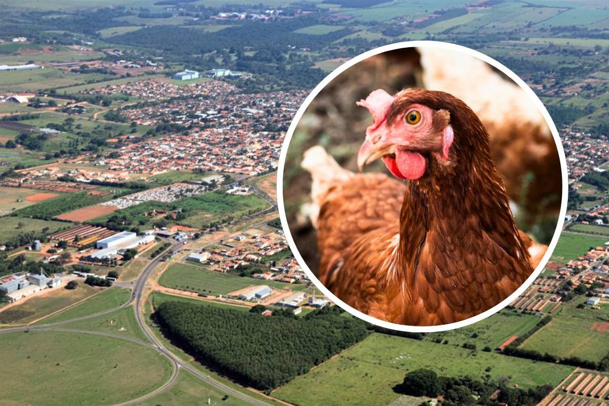 This town in the interior of São Paulo has more chickens than people ...